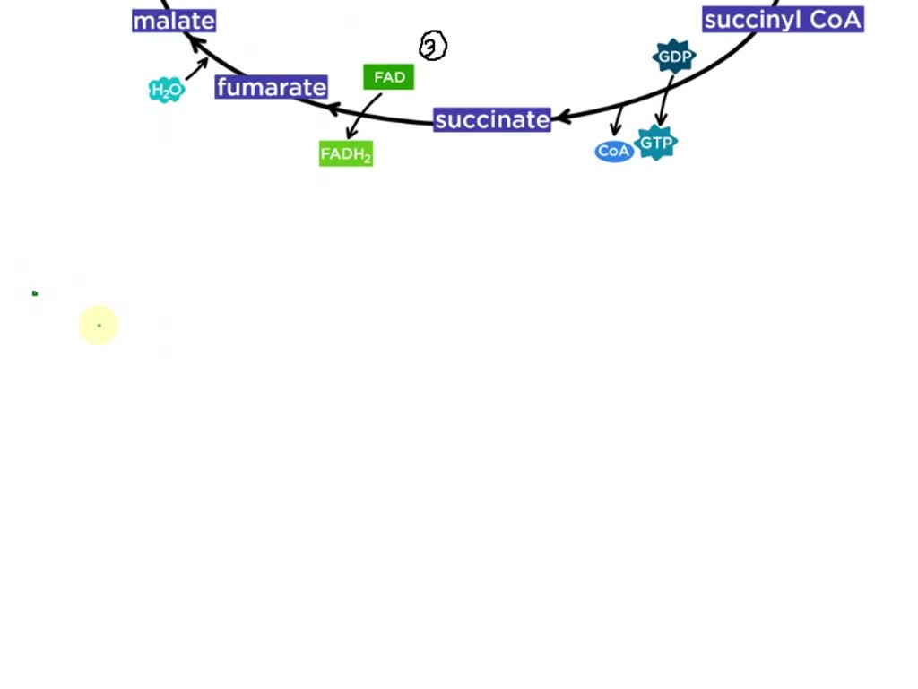 SOLVED: The tricarboxylic acid cycle (TCA) produces reducing ...