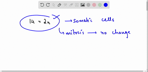 The tasmanian devil has 14 chromosomes in each of its...