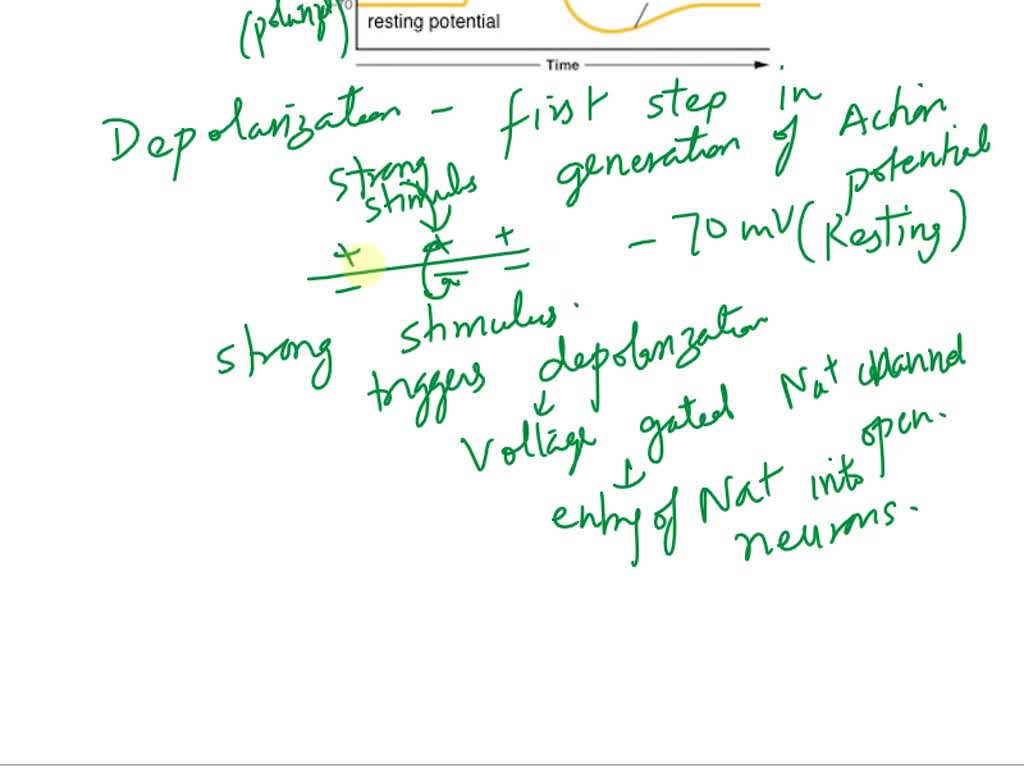 SOLVED What Is An IPSP Or An EPSP In A Neuron And Why Do They solved-what-is-an-ipsp-or-an-epsp-in-a-neuron-and-why-do-they