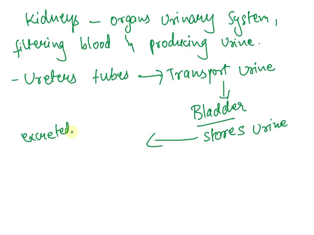 SOLVED: The urinary system consists of the kidneys, ureters, bladder ...