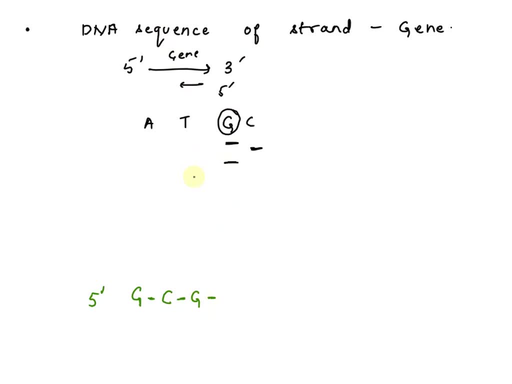 SOLVED: 19 Determine the DNA sequence of strand labeled "Gene" Gene 5' 3' 5' 3' Primer A T 6 5'