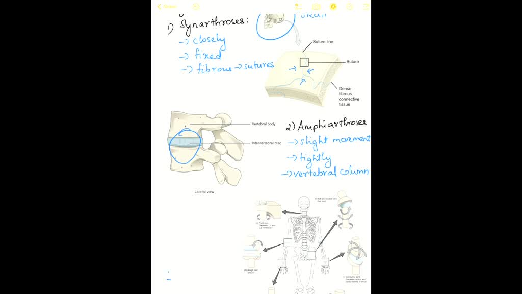 SOLVED: Compare and contrast the three basic types of joints and ...
