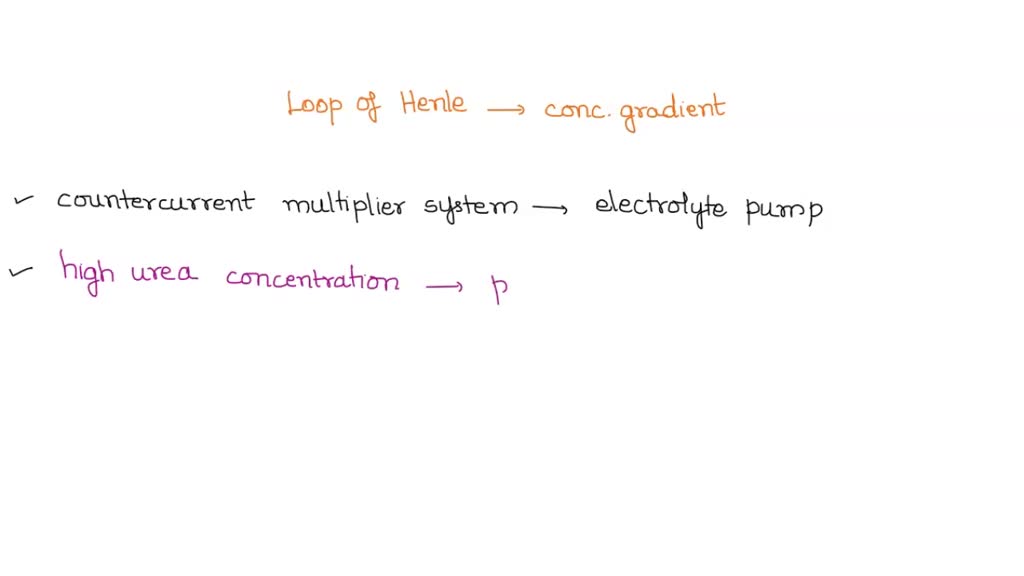 SOLVED: Explain how the loop of Henle creates a concentration gradient ...