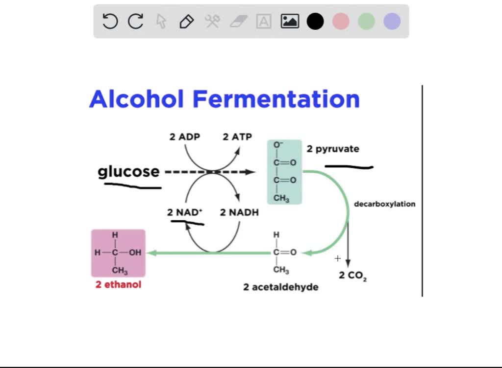 SOLVED: The regeneration of is a critical step of fermentation. NAD+ ...