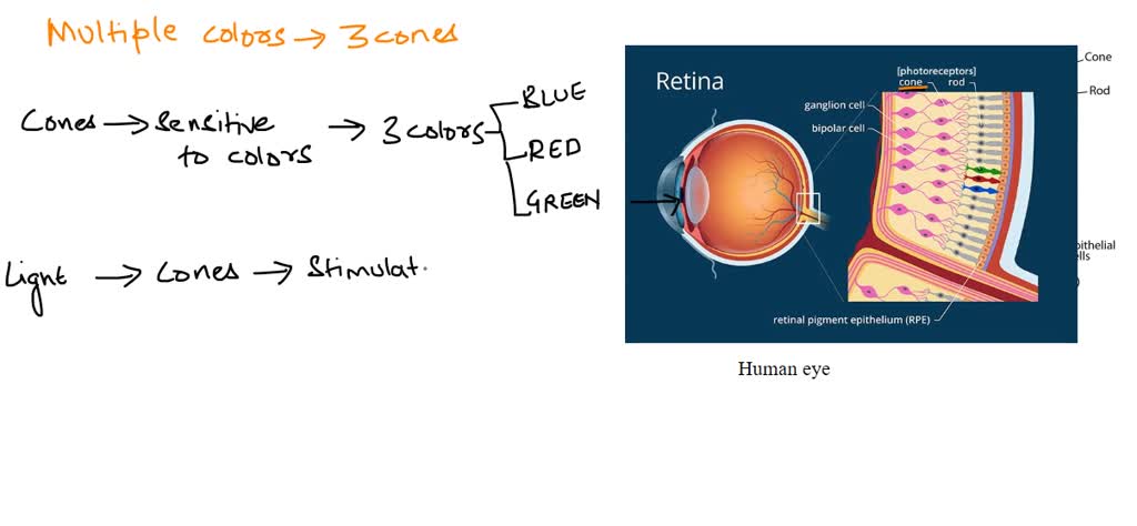 SOLVED: Although the human eye only has 3 different types of color ...
