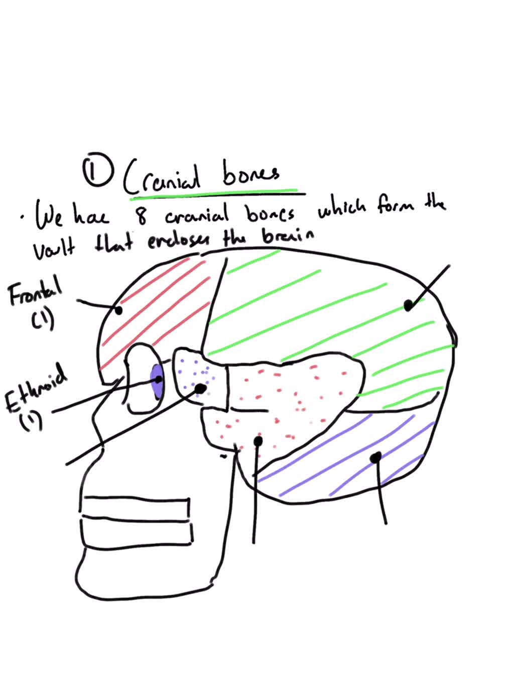SOLVED: Which of the following pairs of ethmoid bone features are in ...