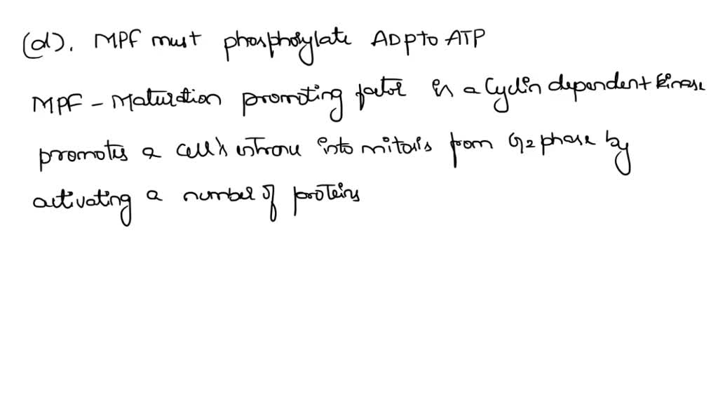 SOLVED: Maturation-promoting factor; or MPF; is cyclin-dependent kinase ...
