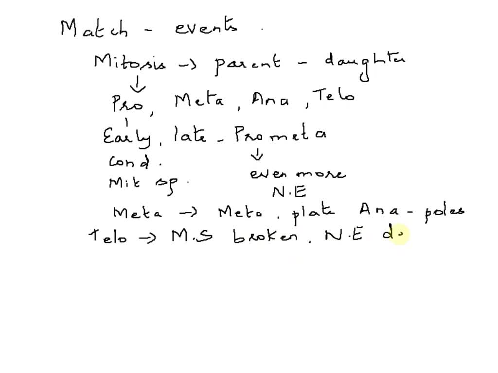 Solved Question 13 2 Pts At Theend Of Mitosis And Cytokinesis The Daughter Cells Produced Are