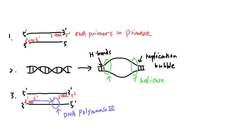 SOLVED: Texts: Match the enzymes below with the description of how it ... SOLVED: Texts: Match the enzymes below with the description of how it ...