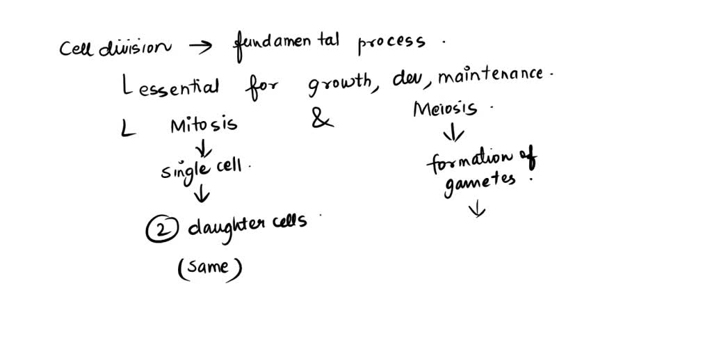 SOLVED: Some Stages of Cell Division The images shown above represent a cell that is undergoing ...