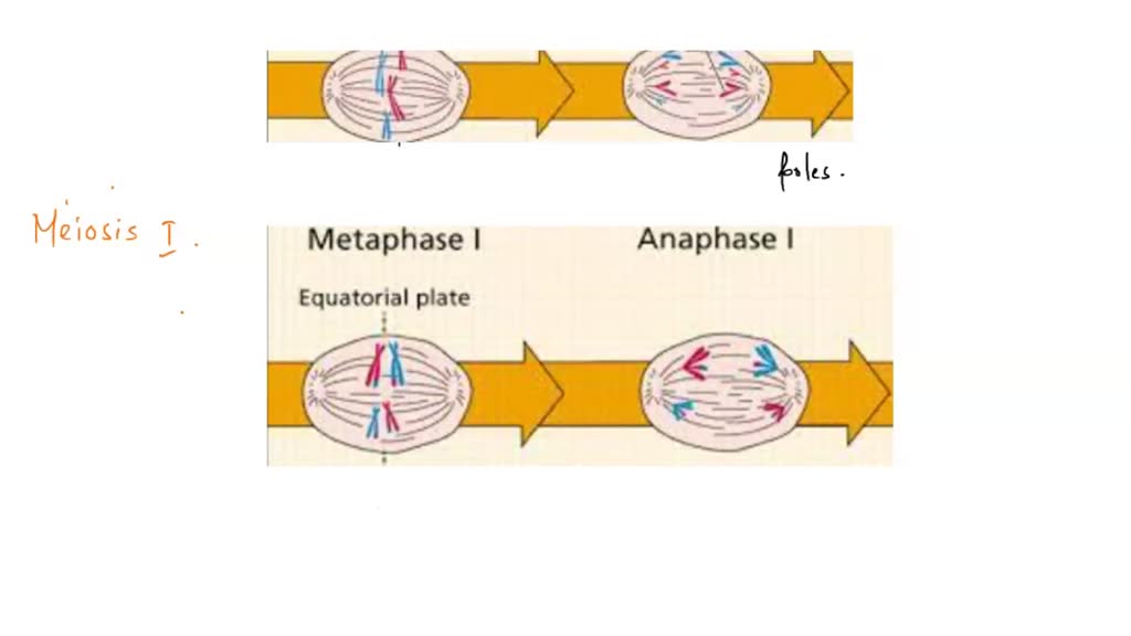 SOLVED: Using Two Different Colors to Signify the Maternal and Paternal ...
