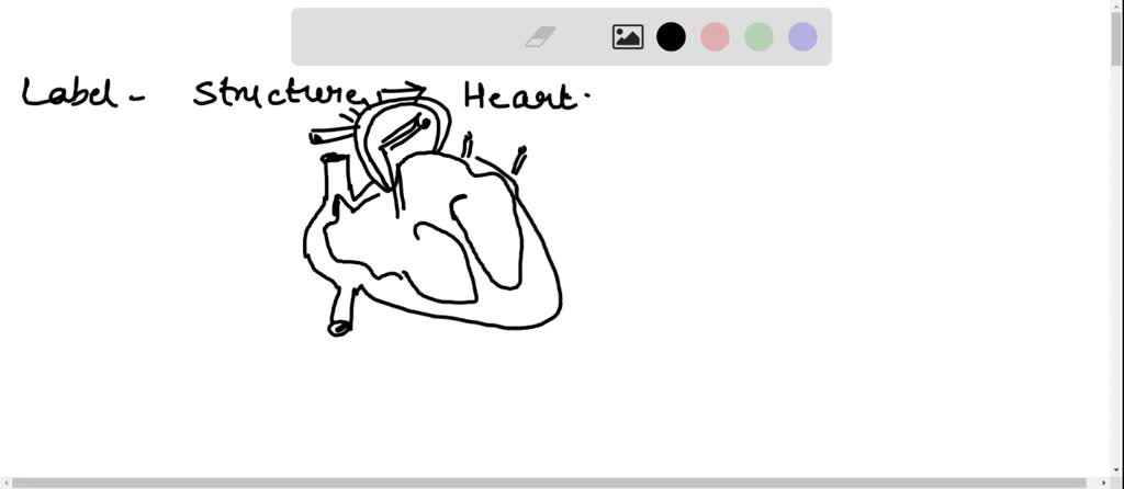 SOLVED: Art-labeling Activity: Major structures of the cardiovascular ...