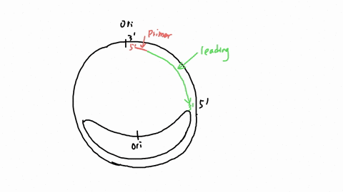 A structure commonly seen in circular DNA during replication is the ...