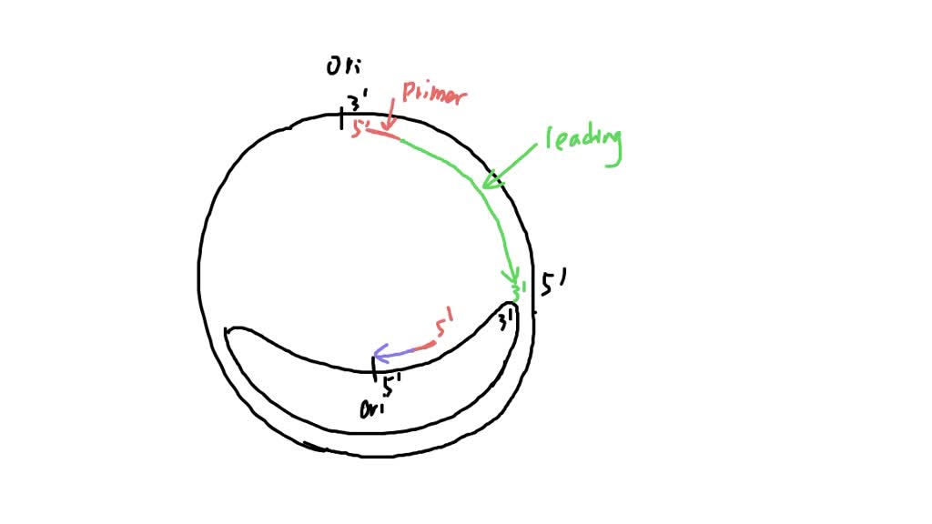 SOLVED: Draw a molecule undergoing theta replication. On your drawing ...