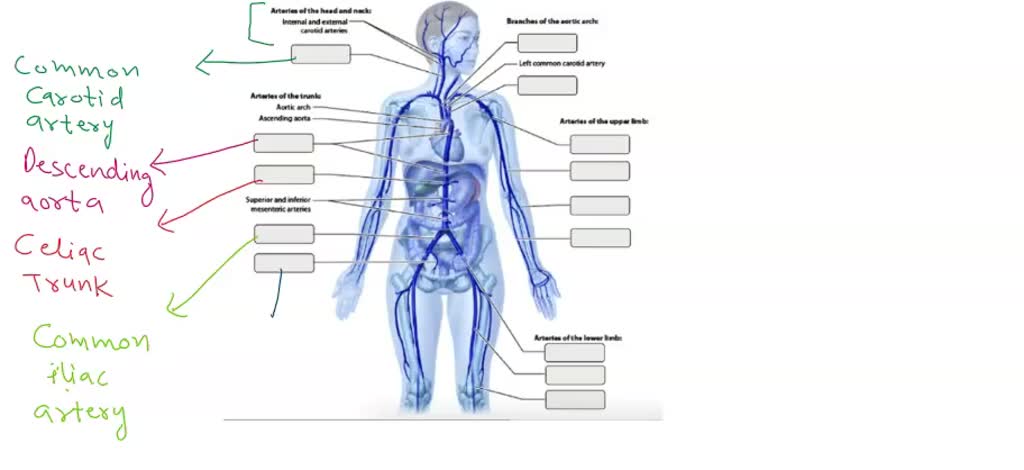 SOLVED: Art-Labeling Activity: The Major Systemic Arteries Part A Drag the appropriate labels to ...