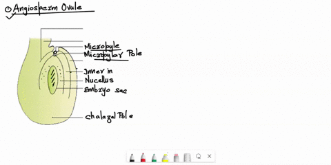 Explain the structure of ovule with the neat labelled...