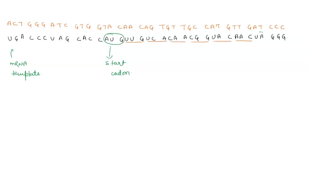 SOLVED: In the above mRNA strand, read from left to right: Circle the ...