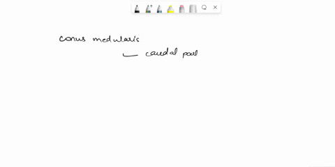 The spinal cord terminates at approximately l1 to form which...