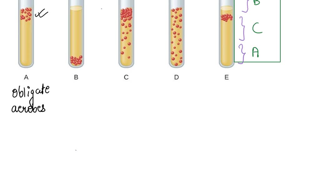 SOLVED: Draw thioglycolate culture tube: Label the regions in your ...