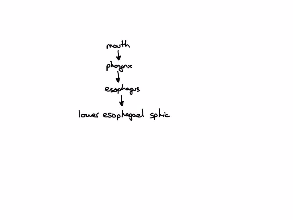 SOLVED: The journey of a food bolus from the mouth to the duodenum ...