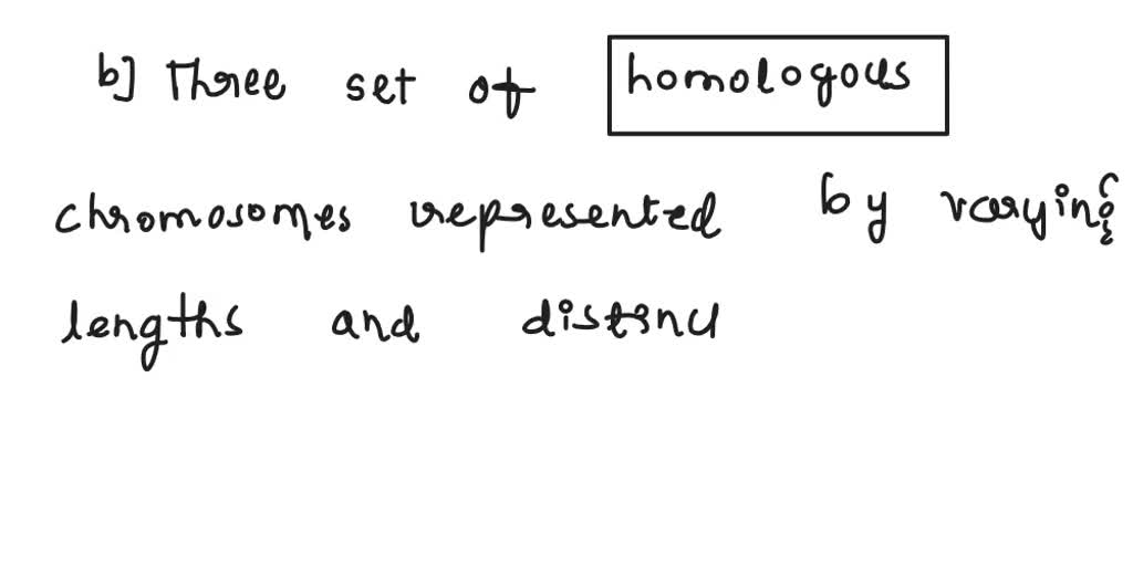 SOLVED: Draw out the process of mitosis by hand, including: a. The 7 ...