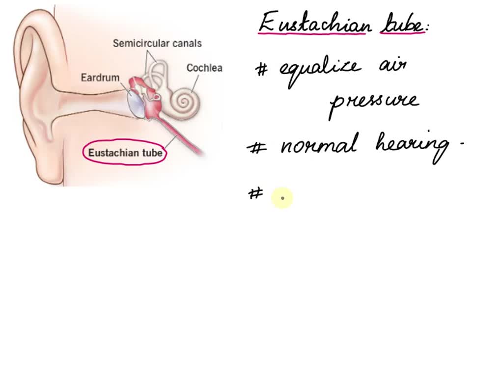 SOLVED: The Eustachian tube equalizes air pressure in our ear. Select ...