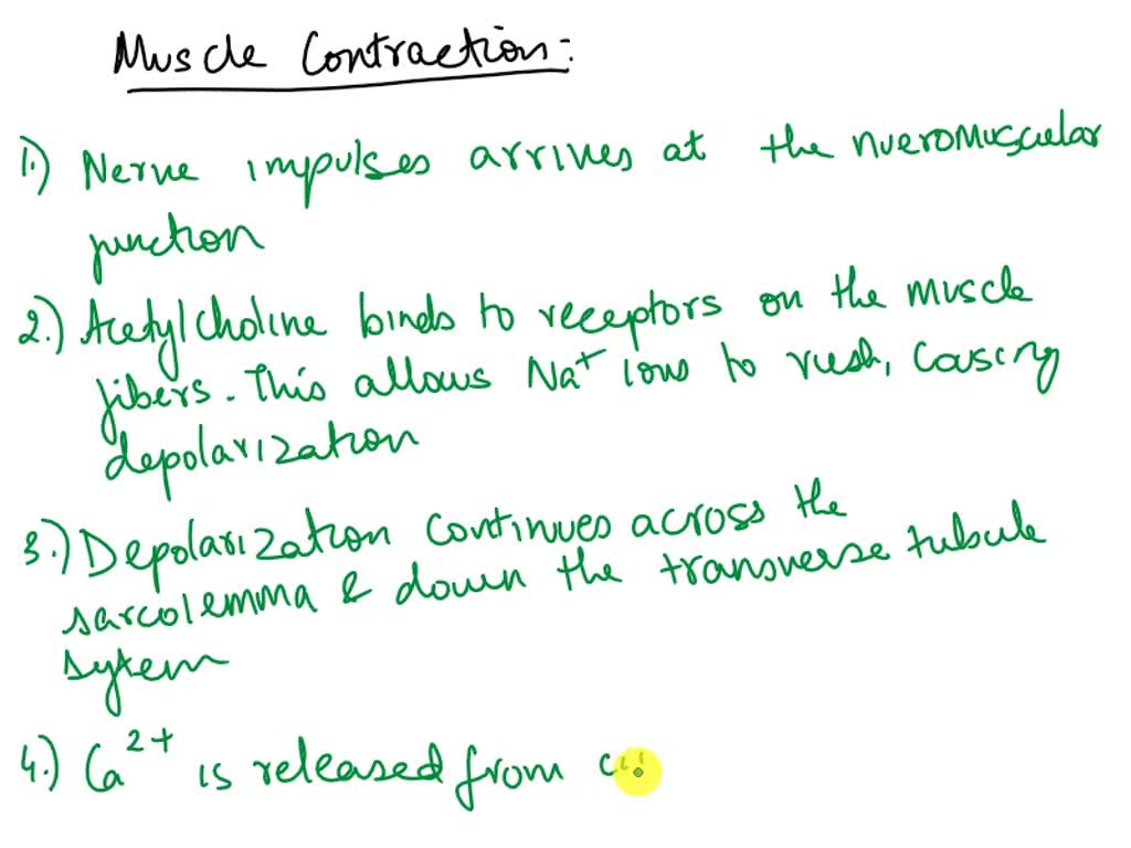 SOLVED: help me answer questions 5 and 6 5. Each skeletal muscle ...