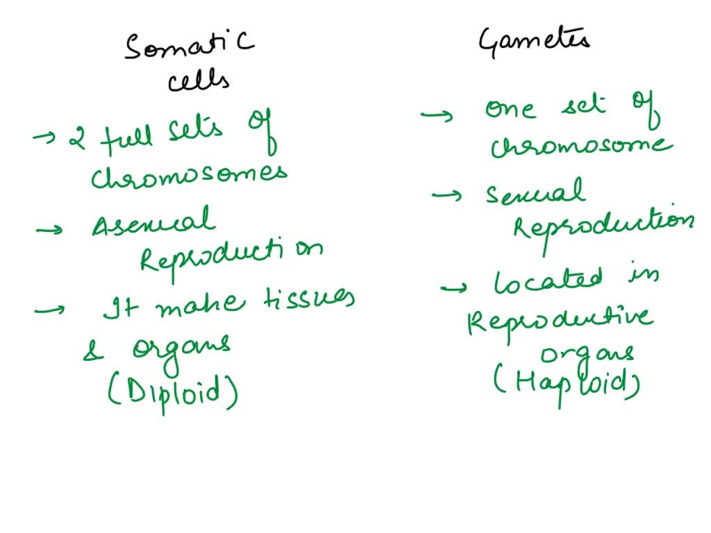 SOLVED: Explain the difference between a somatic cell and a gamete. In a human, what is the ...