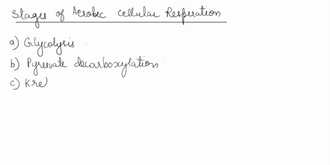 PHASE 3: Calculate cellular respiration Complete the following steps: 1 ...
