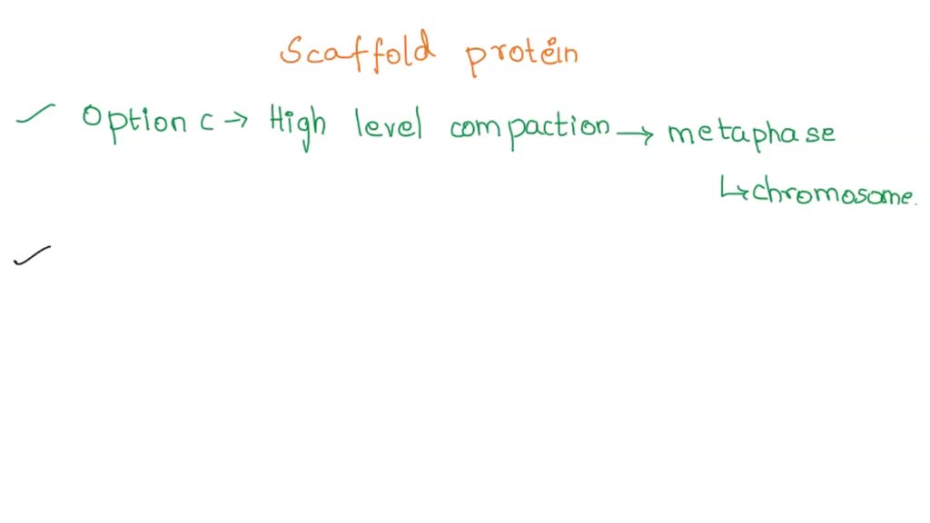 SOLVED: Scaffold proteins function in which level of chromosome ...