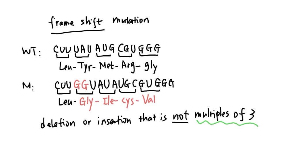 SOLVED: Which mutation is least likely to be a frame-shift mutation? An ...