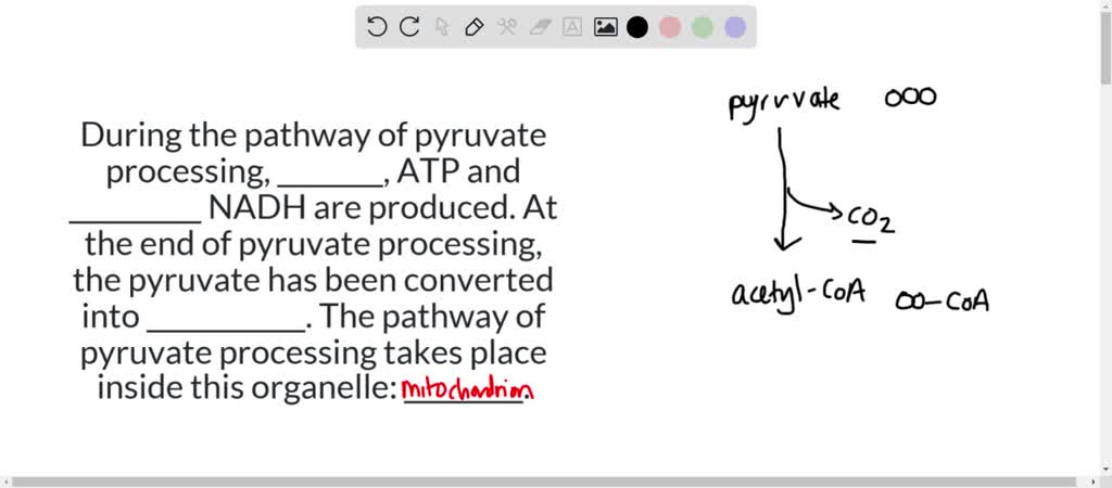 SOLVED: During the pathway of pyruvate processing, , ATP and NADH are ...