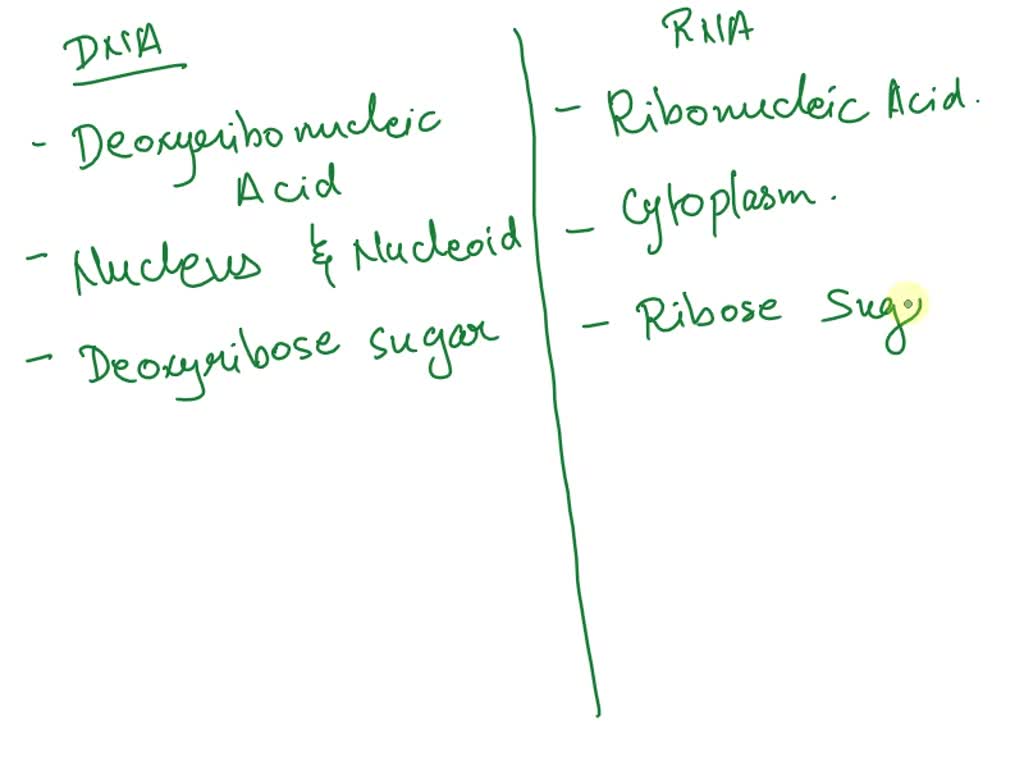 SOLVED: A difference between DNA and RNA is that: DNA stays in the nucleus and does not travel ...
