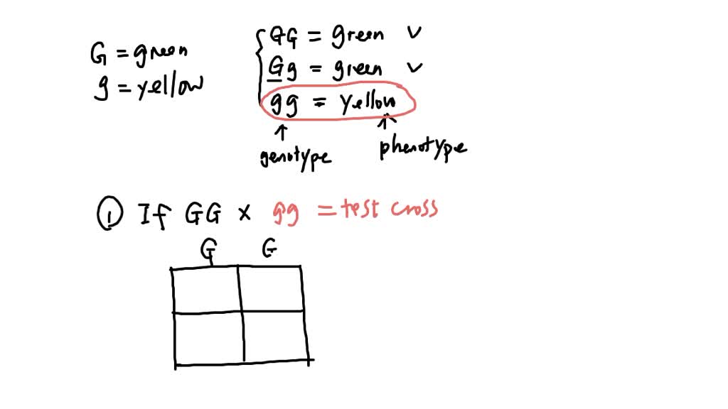 SOLVED: The allele for green pods (G) is dominant to the allele for ...