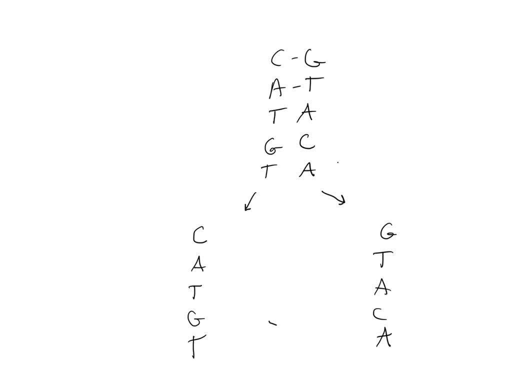 SOLVED: Examine the DNA that has been replicated below. First, fill in ...