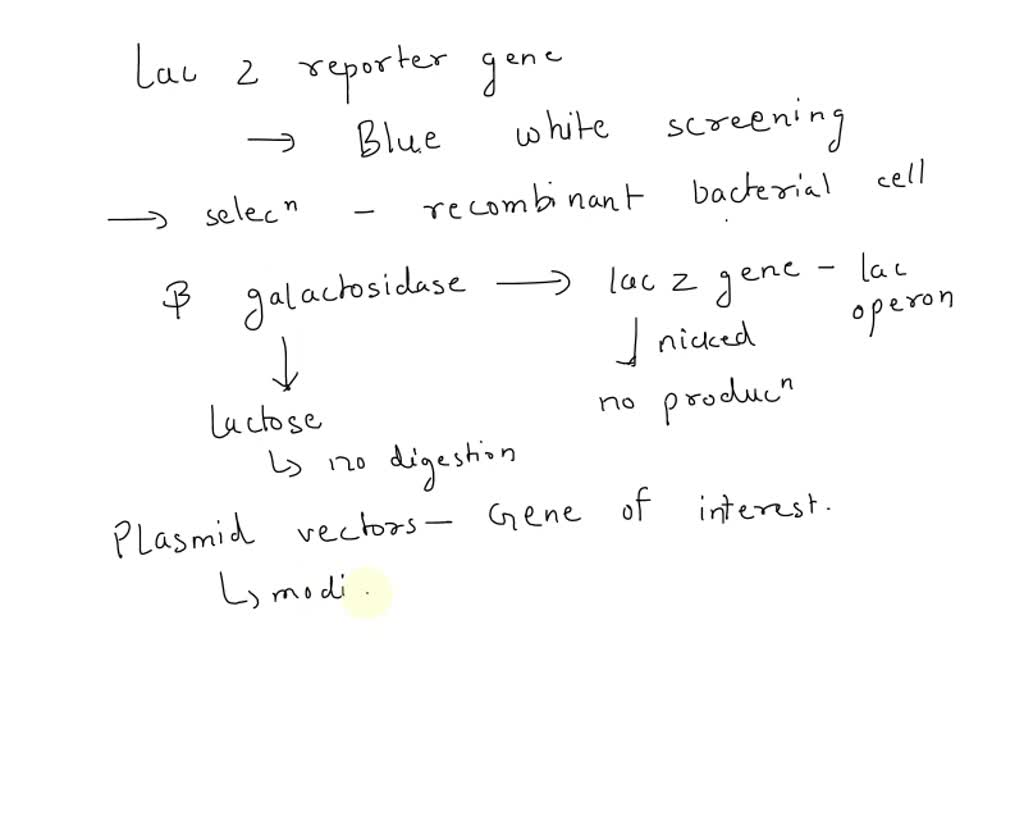 SOLVED: The E. coli LacZ will be used as a reporter gene and the expression of the LacZ gene ...