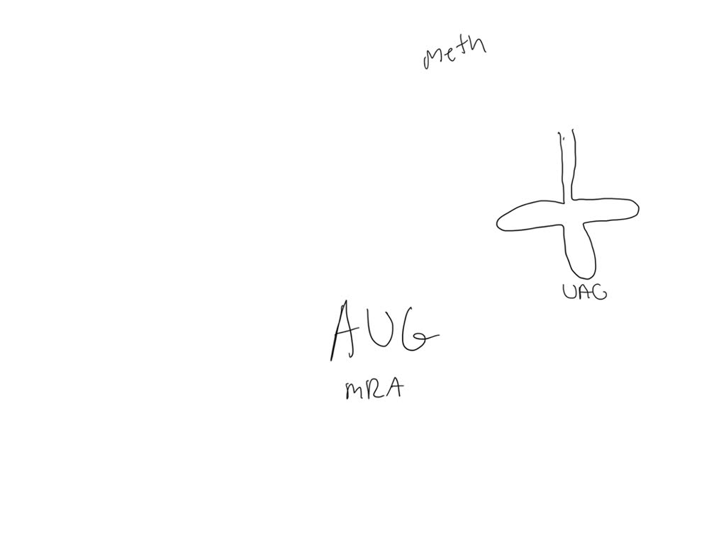 Solved The Anticodon Sequence Of Trna Performs Which Of The Following