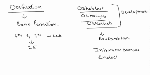 Place the steps of intramembranous ossification in order.