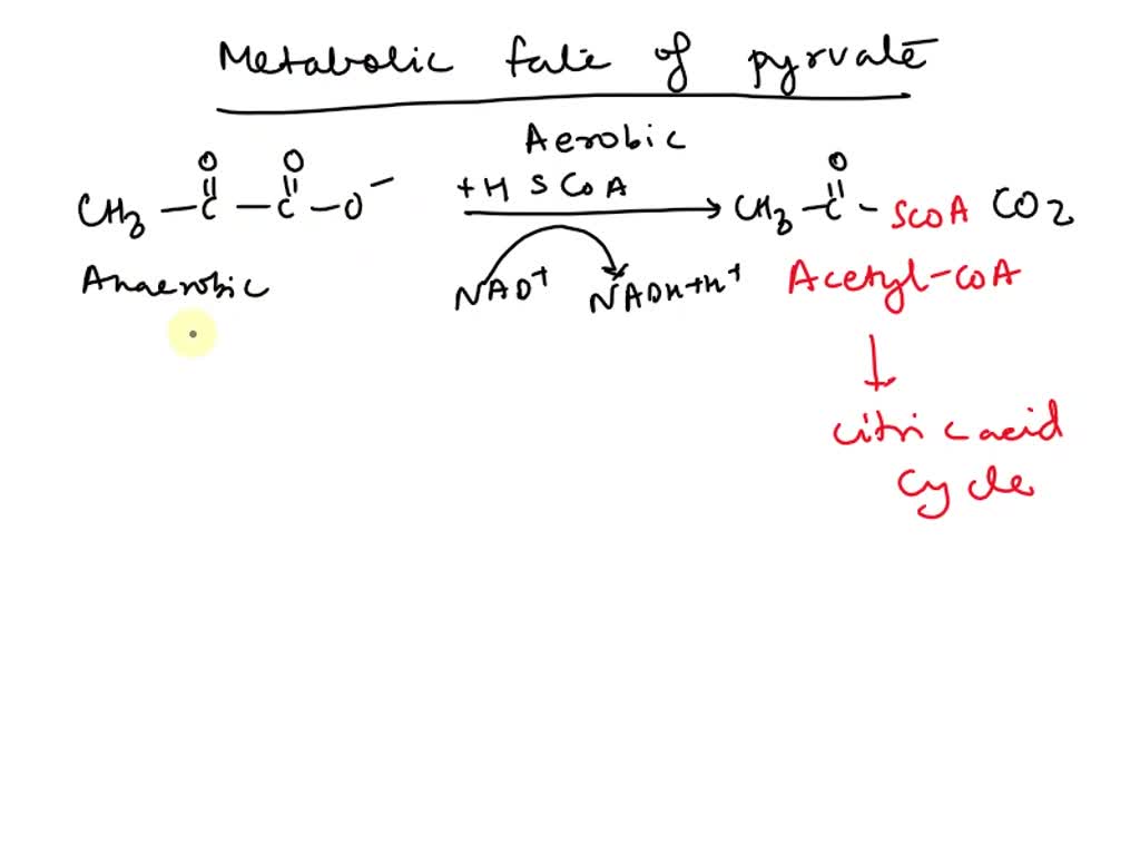 Solved Pyruvate Is The End Product Of Glycolysis Its Further Metabolism In Humans Depends On