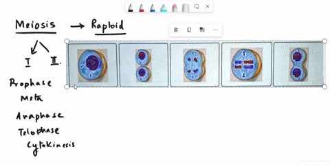 SOLVED: Arrange the events of meiosis I of an animal cell in the ...