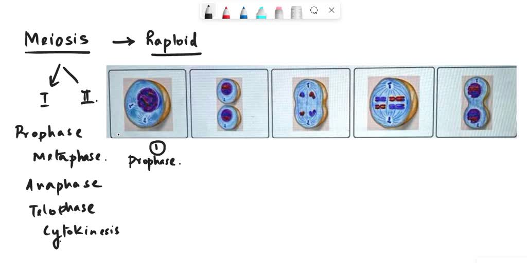 SOLVED: 'Place the Images In the correct order of stages of mitosis: 4'