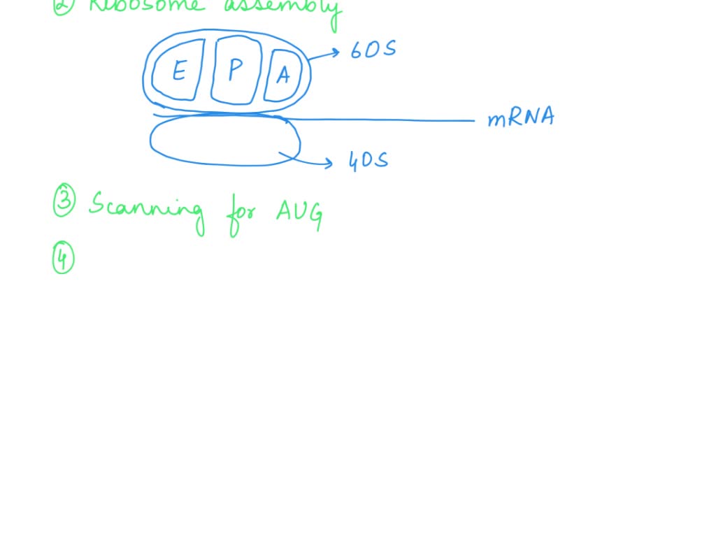 SOLVED: Draw and label the process of translation. Be sure to include ...