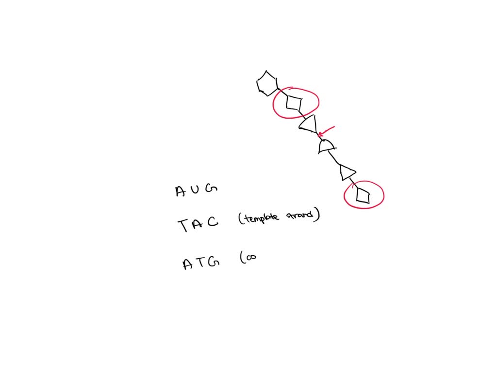 Solved Using Any Reference List The Start Nucleotide Codon Base And Its Sequence Function For