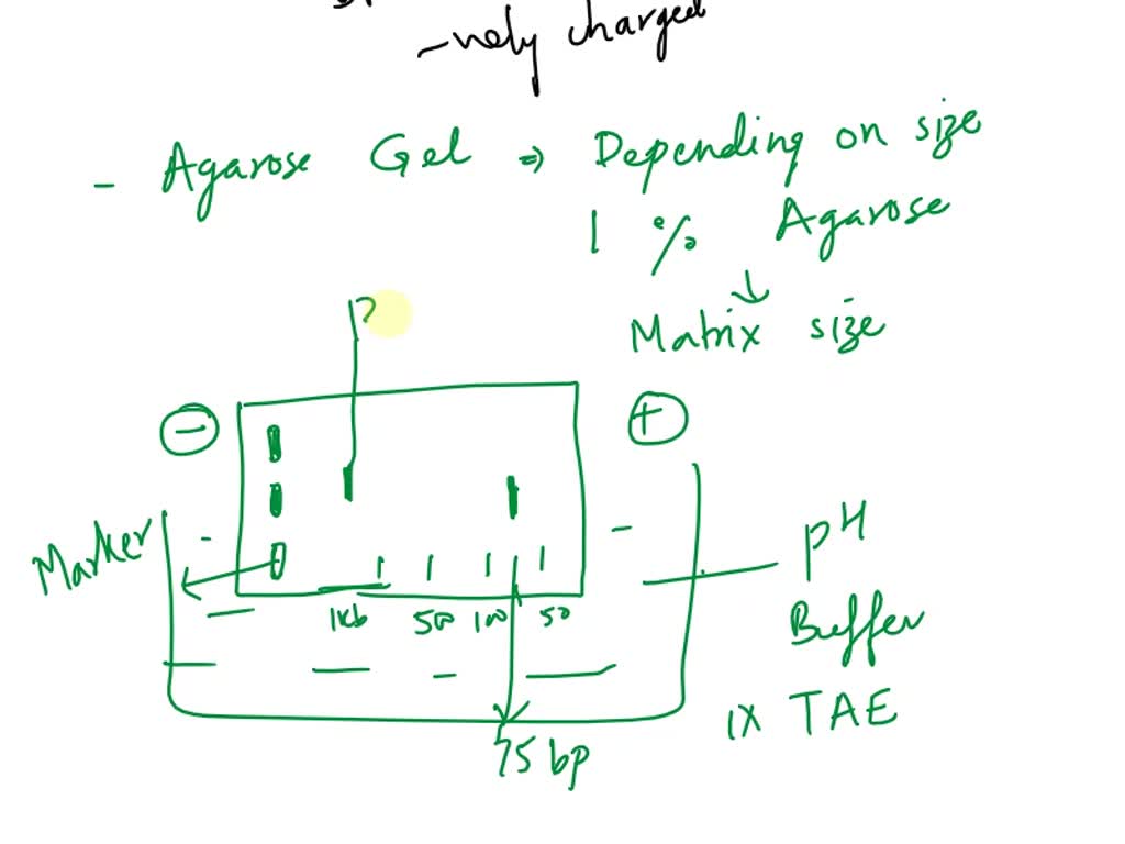 SOLVED Part II Agarose Gel Electrophoresis Marko Hoading Wcls The Tla solved-part-ii-agarose-gel-electrophoresis-marko-hoading-wcls-the-tla