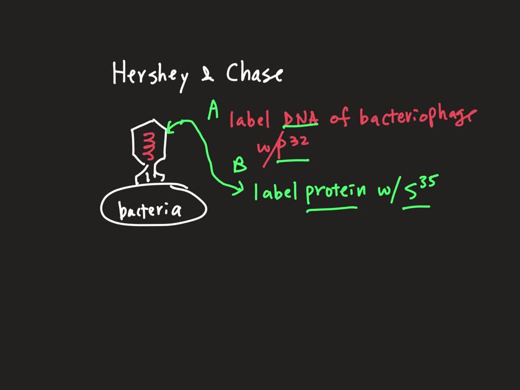 SOLVED: After allowing phages grown with bacteria in a medium that ...