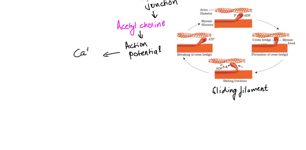 SOLVED: How does muscle contraction occur? Water is pumped out of ...