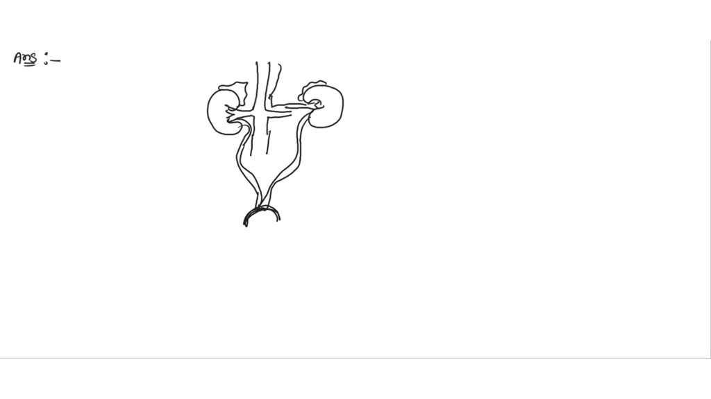 SOLVED: The Urinary System EXPERIMENT 4: FETAL PIG DISSECTION - THE ...