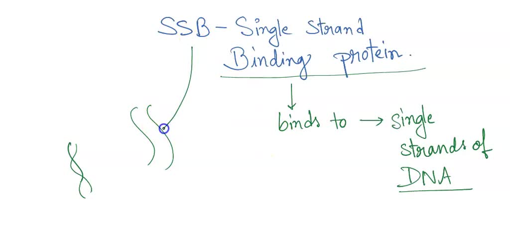 SOLVED: The function of single stranded binding proteins protects ...