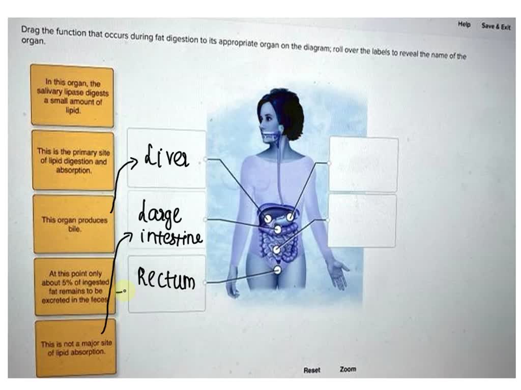 SOLVED: Please help me fill in the boxes. Help Save Exit Drag the ...