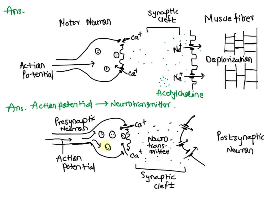 SOLVED: Describe the sequential events by which an action potential in ...